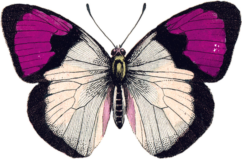 Butterfly Stickers – Violette Stickers